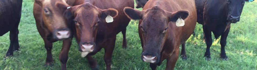 Colleen Farris – I’m… A Wifey, A Mama of Five, A Farm-Girl Wannabe, and ...